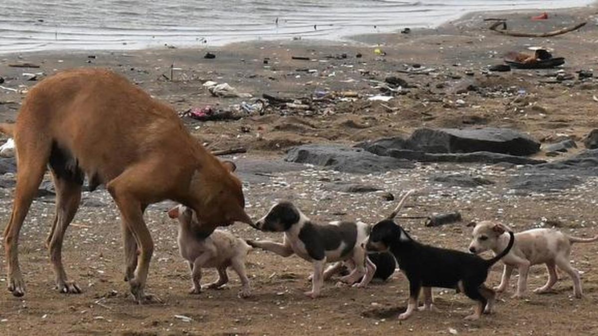 ‘Adopt stray dogs, preserve native breeds’ - The Hindu