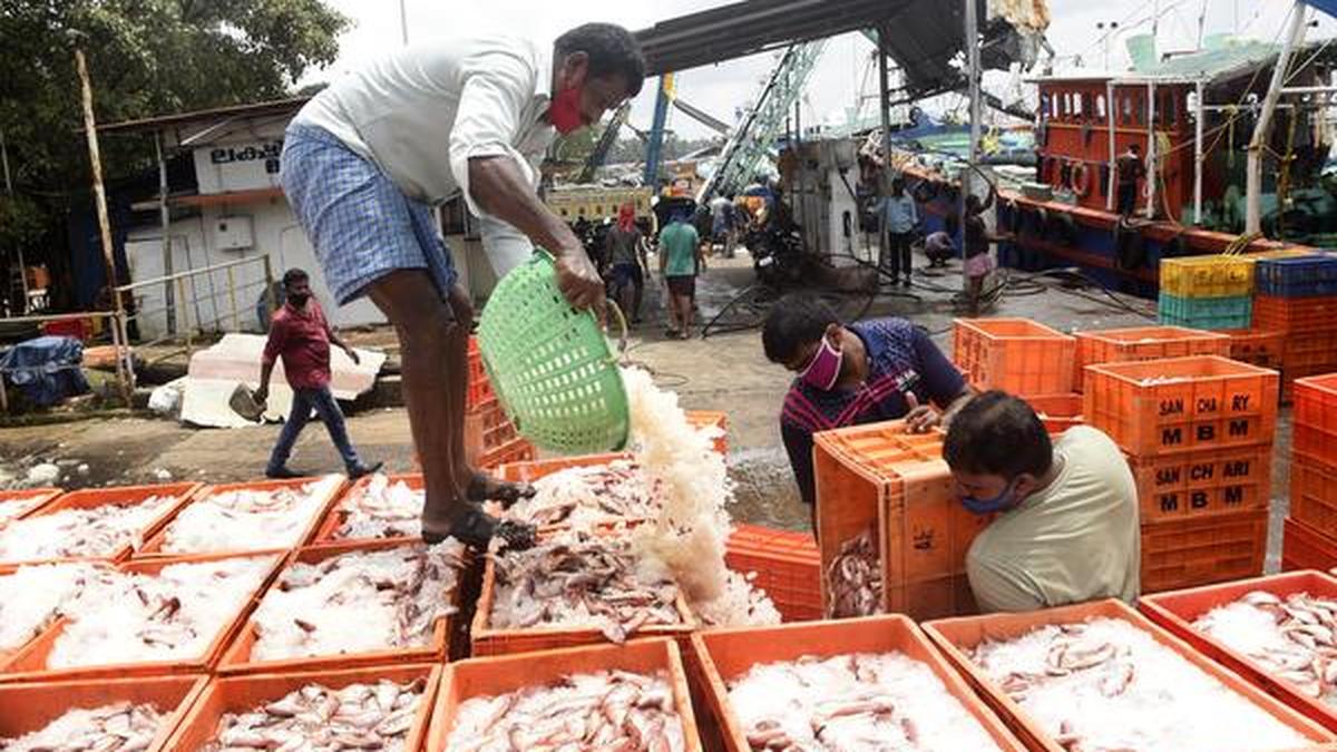 Shortage of labourers hits fishing operations - The Hindu
