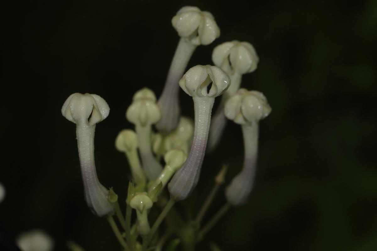 Maharashtra’s ephemerals: plants that wait for monsoon to bloom - The Hindu