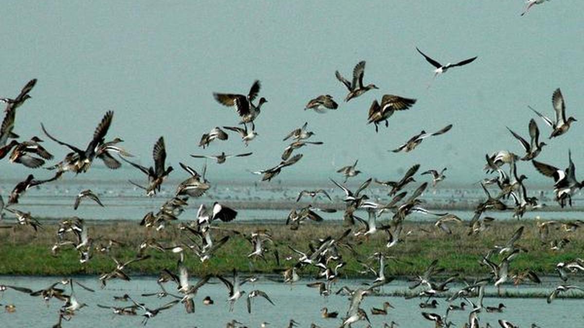 BNHS to study migratory birds along Maharashtra coast - The Hindu