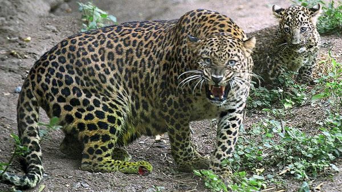 SGNP leopards keeping rabies at bay: U.S. experts - The Hindu