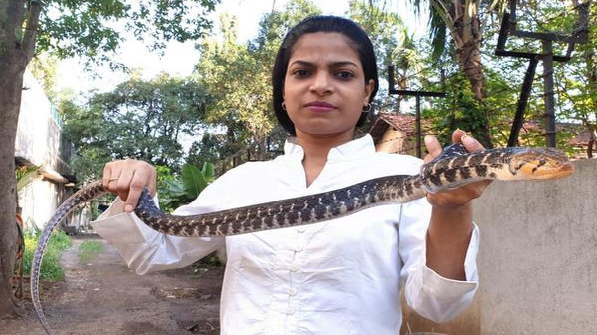 Five snakes rescued from residential areas across the city in 24 hours ...