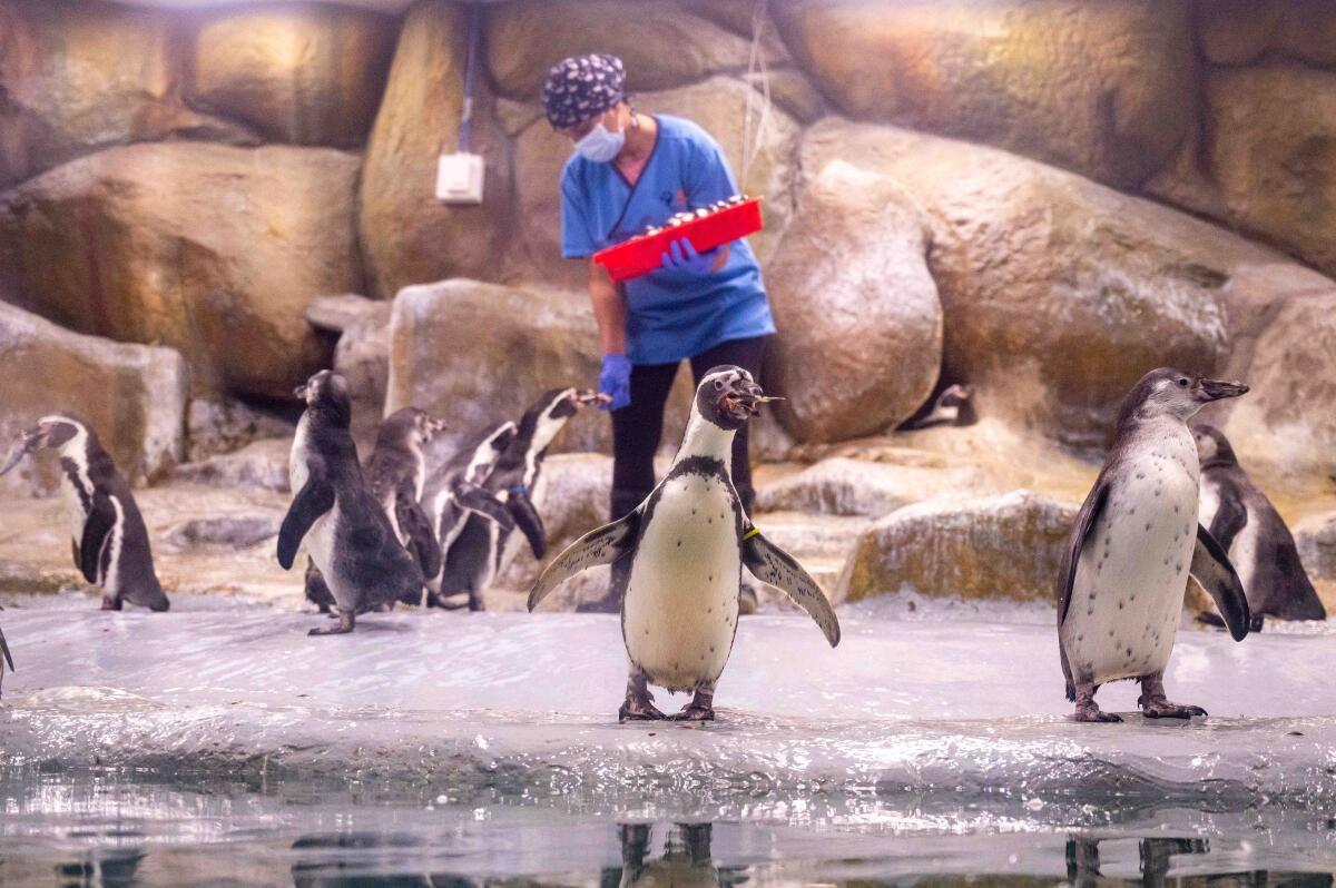 In eight years, Humboldt penguins at Mumbai Zoo have grown from eight ...