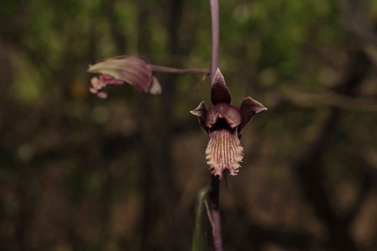 Blooming period - The Hindu