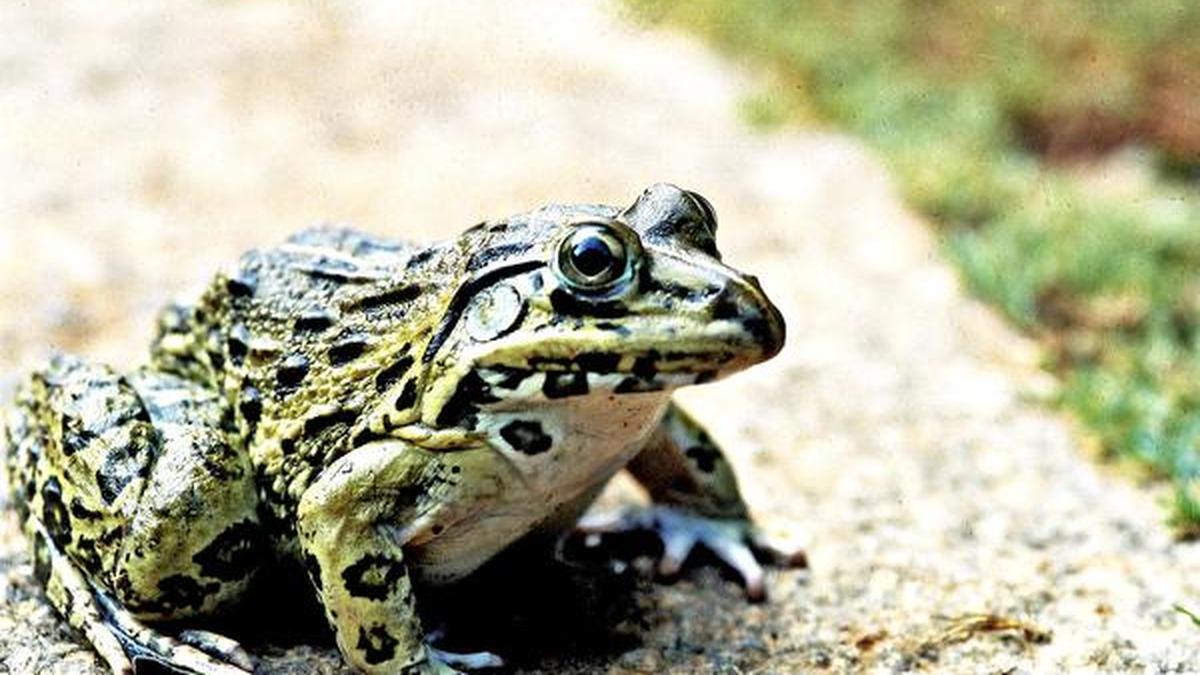 Curb frog poaching, urge activists - The Hindu