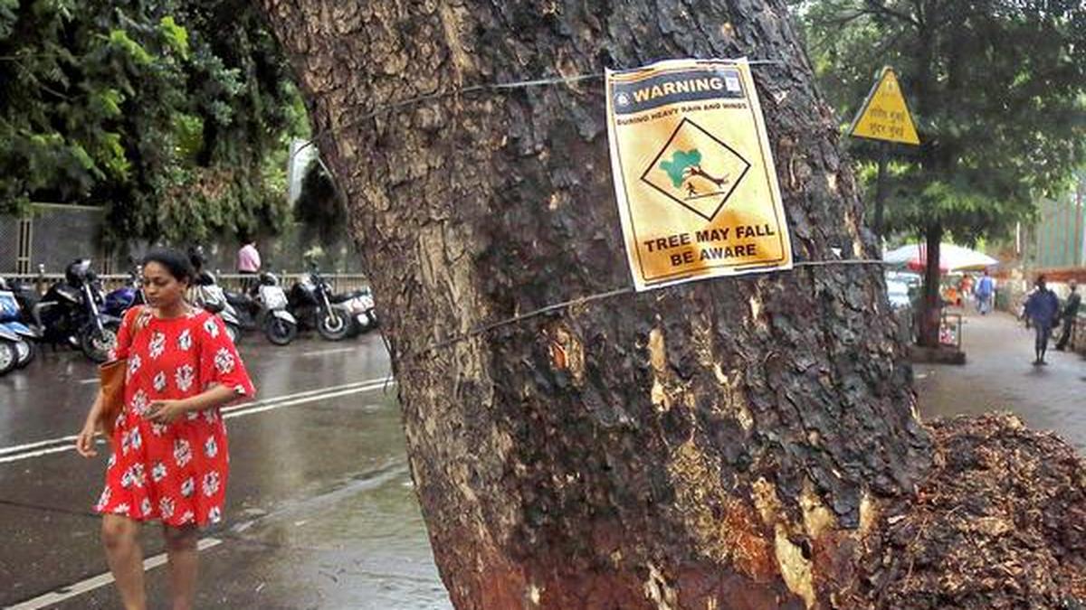 3 lose their lives in tree falls across city - The Hindu