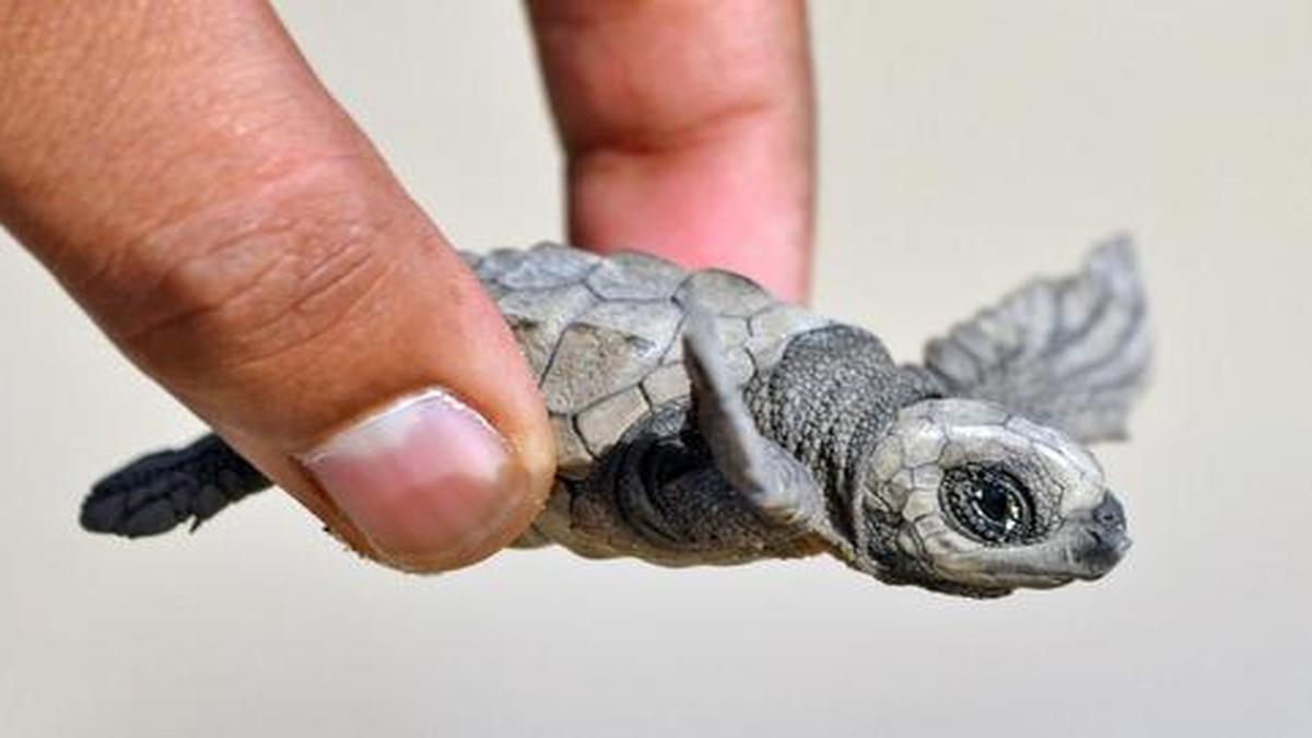 10,000 Olive Ridley hatchlings released into the sea - The Hindu