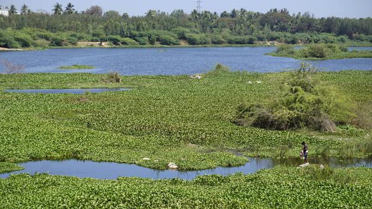Sankarabarani river in Puducherry to be cleaned - The Hindu