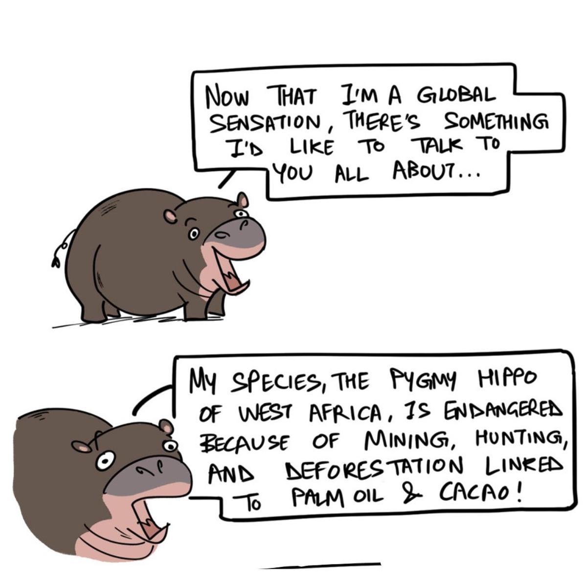 Green Humour by Rohan Chakravarty on the endangered pygmy hippo that ...
