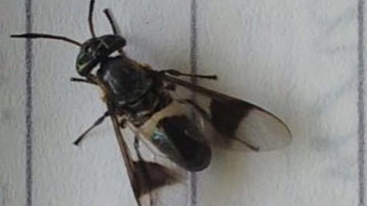 ‘Alien’ flies attack villagers in eastern Assam, entomological study ...