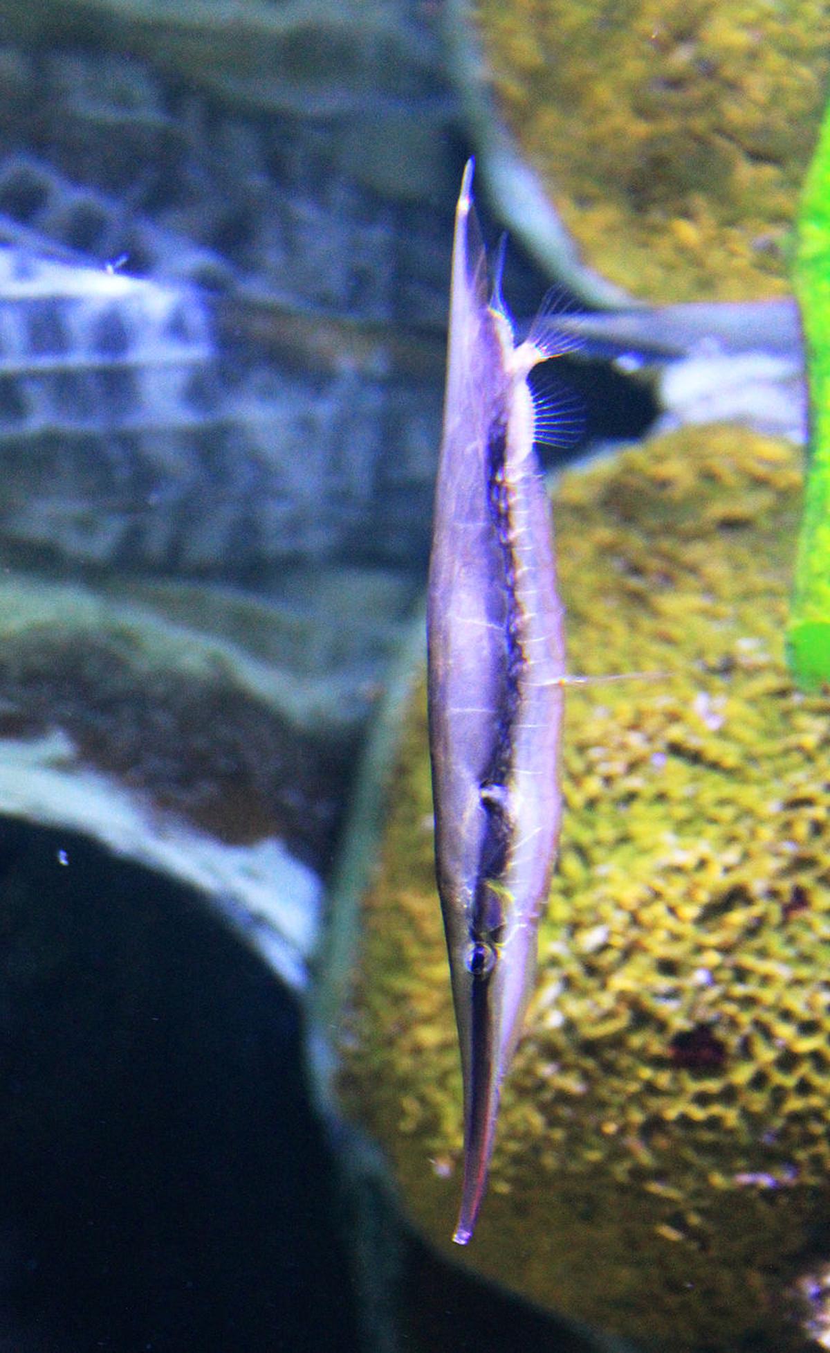 Quiz | Easy like Sunday morning: Know your flora and fauna - The Hindu