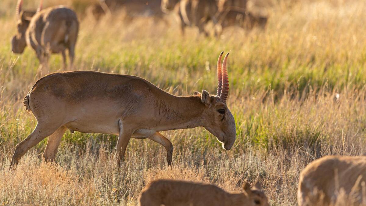 Watch | The Saiga antelope is making a comeback - The Hindu