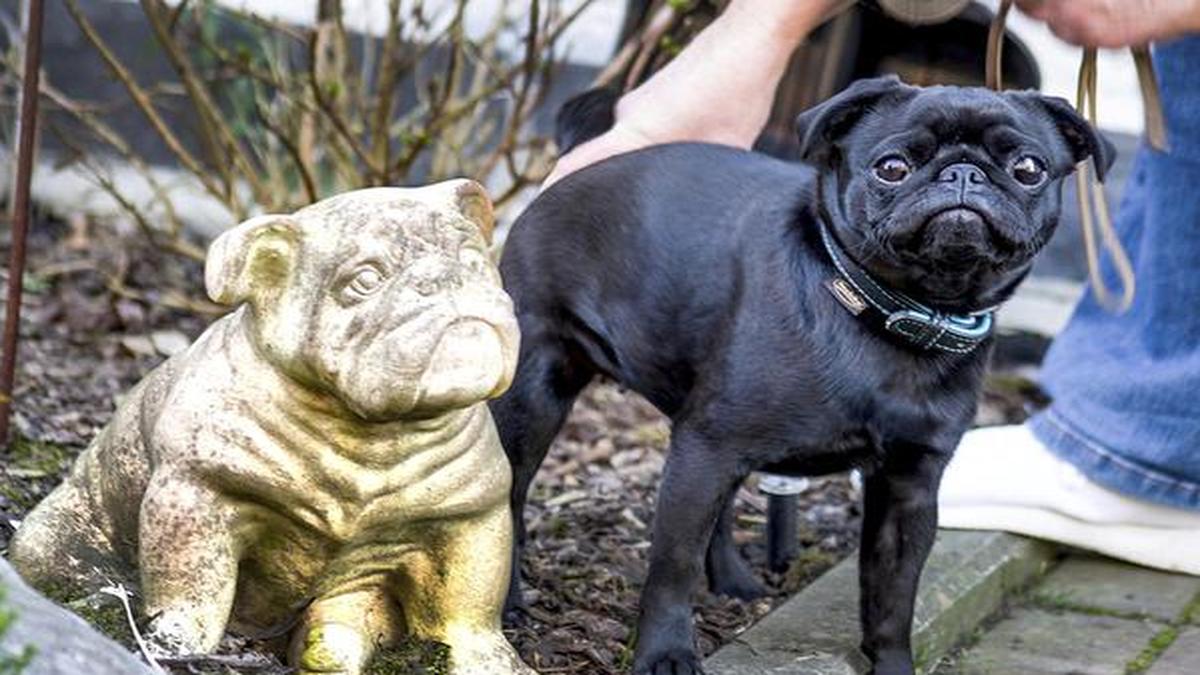 ‘Pug of war’ over eBay sale of impounded dog in Germany - The Hindu