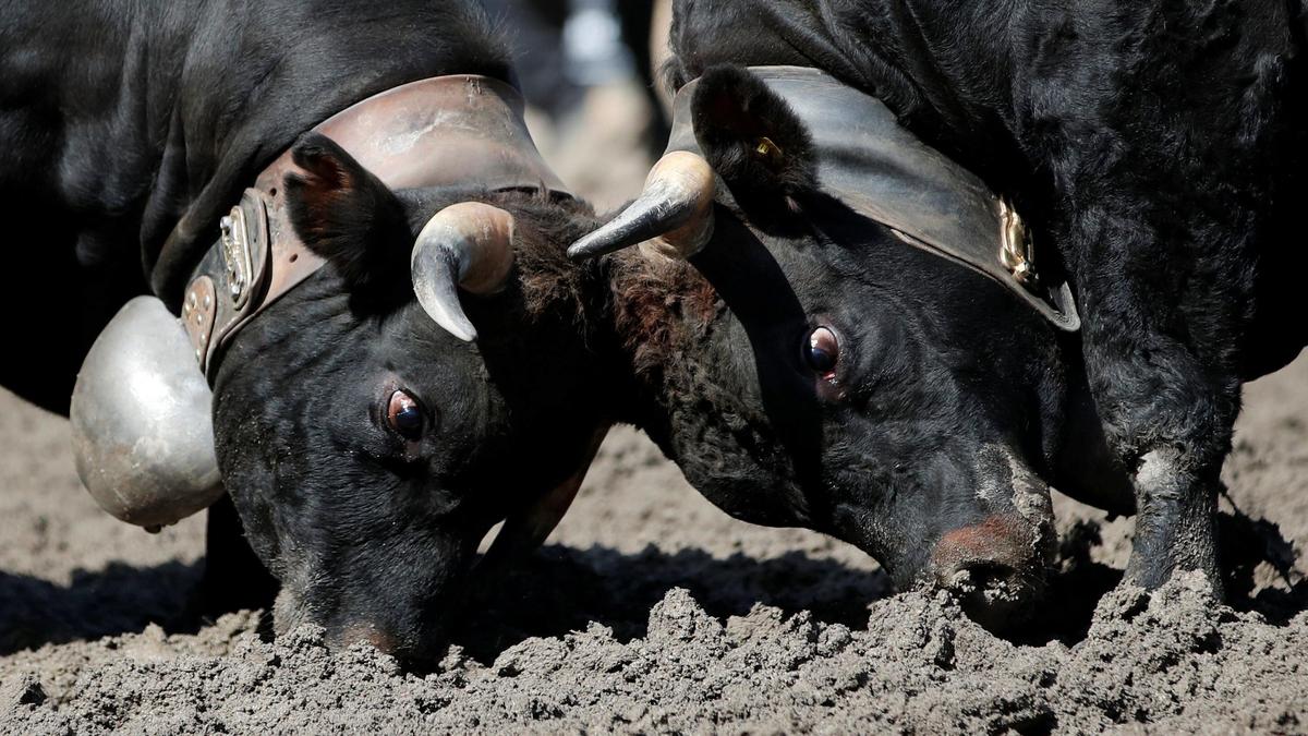 Swiss cow fighting competition, Lebanon elections, and other news in ...