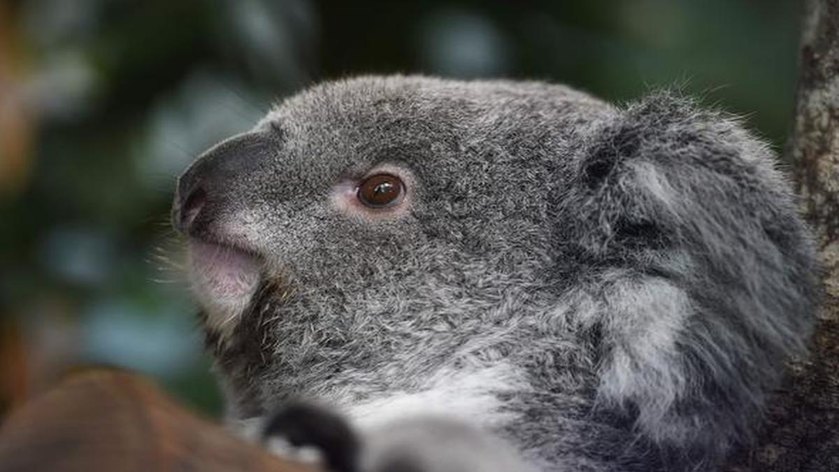 Hundreds of rare koalas feared dead in Australia bushfire - The Hindu