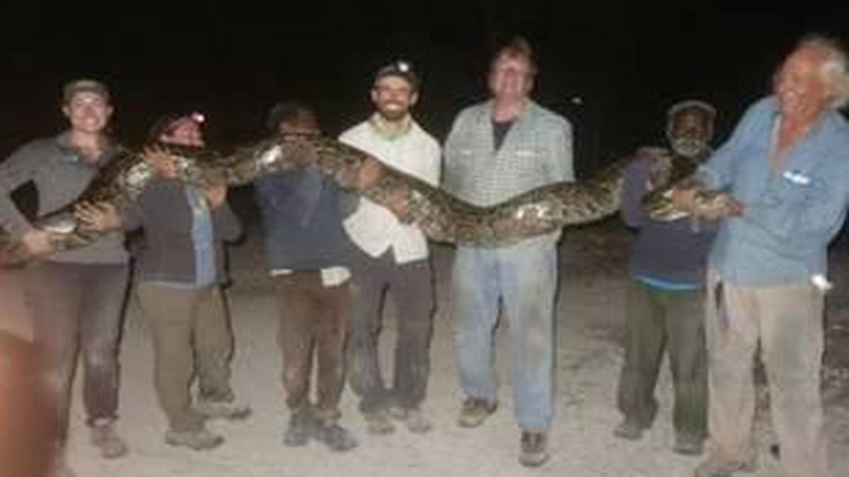 What? Indians hunting for pythons in the Everglades - The Hindu