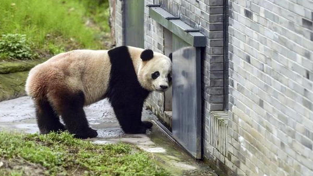 Panda dies after released into wild in China - The Hindu