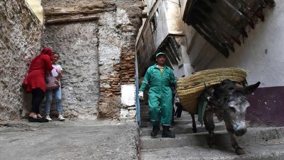 Donkey power helps to keep Algerian city clean - The Hindu