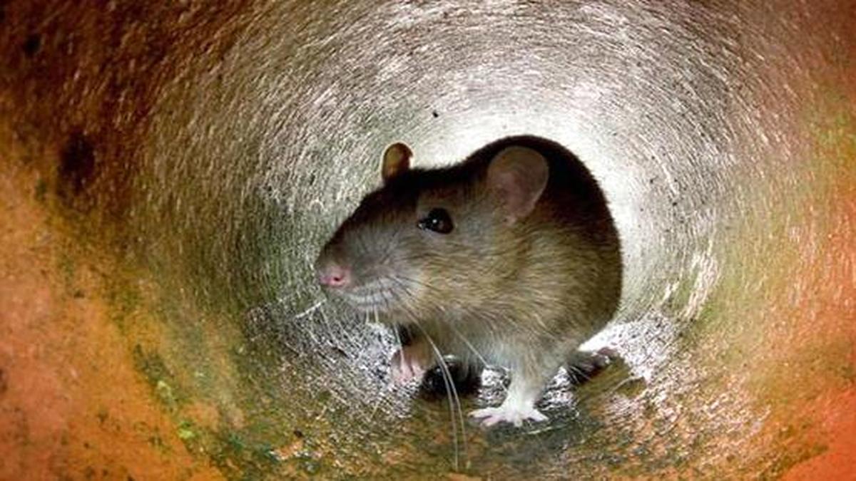 Racism and rat infestation in Baltimore - The Hindu