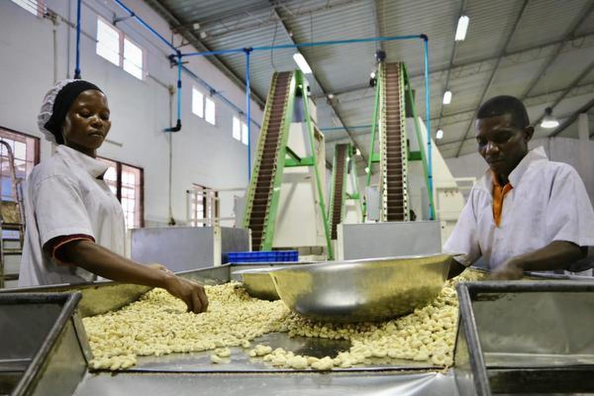 ‘Cashew into cash’ is Mozambique’s new mantra to rejuvenate the economy ...