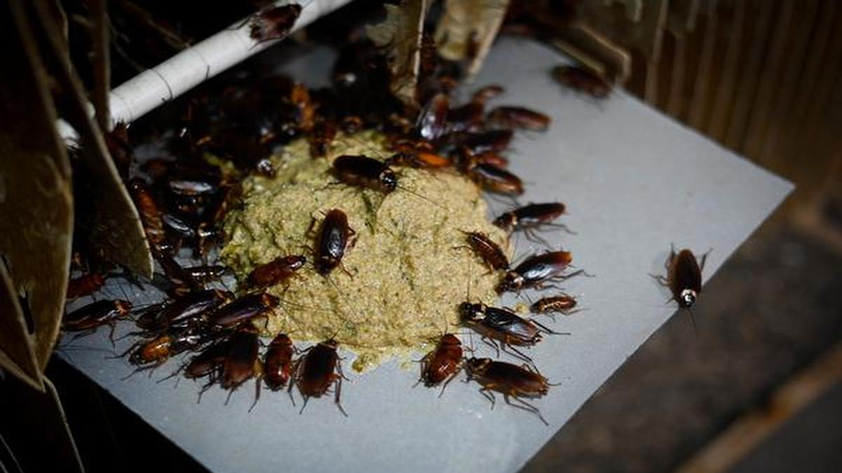 Papa roach: Chinese farmer breeds bugs for the table - The Hindu