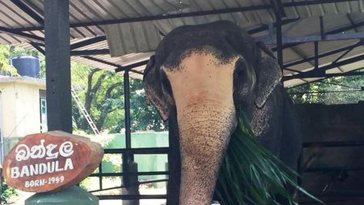 To Sri Lanka with love for Bandula, the jumbo - The Hindu