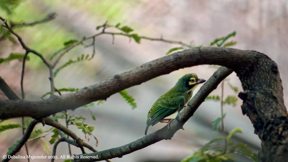 Signature campaign manages to save 70-year-old tamarind tree in Kolkata ...