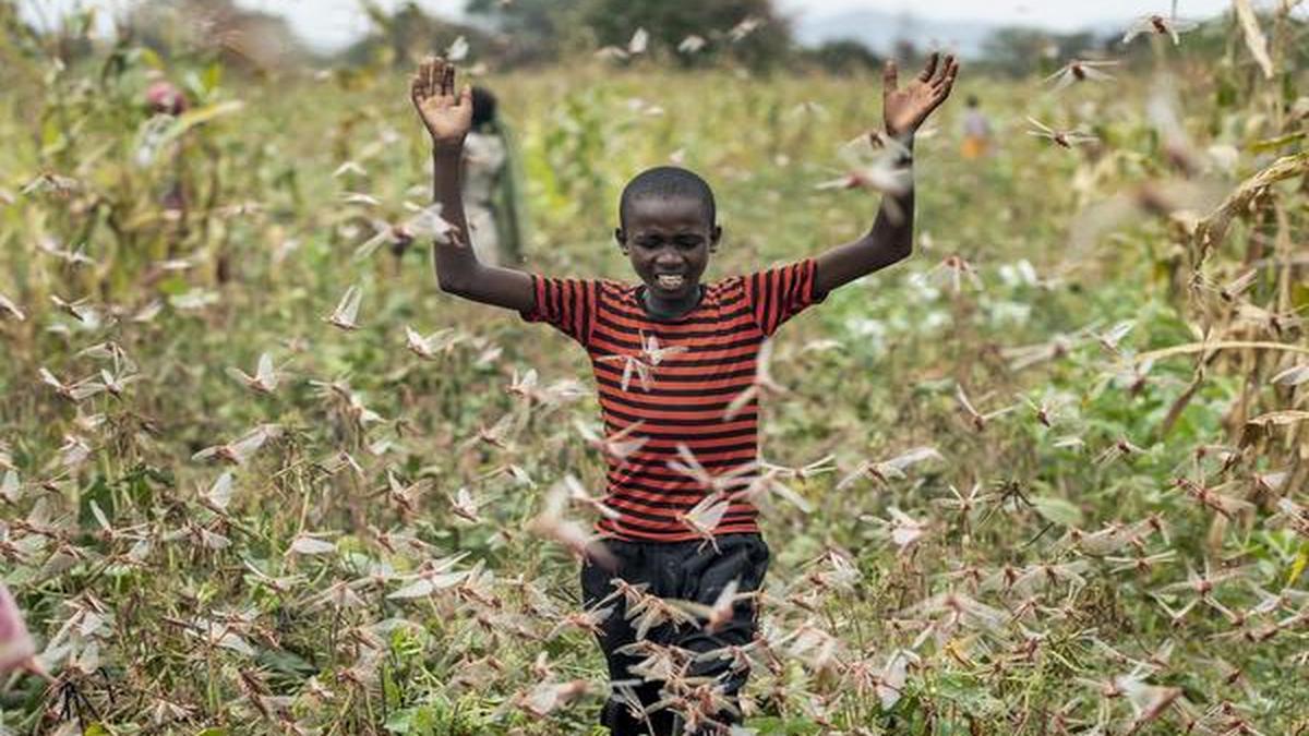 Somalia declares massive locust infestation a national emergency - The ...