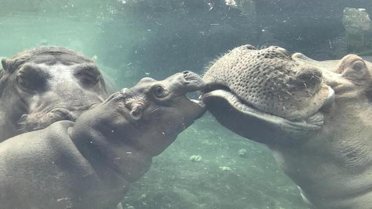 The Hindu Science Quiz: Of Hippo lifespan, gut bacteria and more - The ...