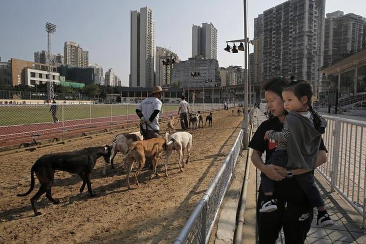 Macau takes in 533 dogs after Asia’s only race track shuts - The Hindu