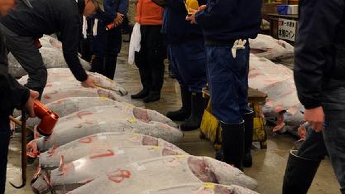 An iconic fish market in its twilight - The Hindu