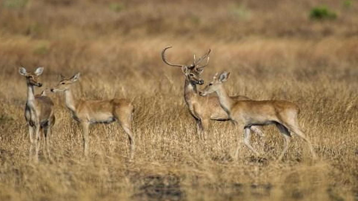 Crowdfunding brings water to Myanmar’s deer - The Hindu