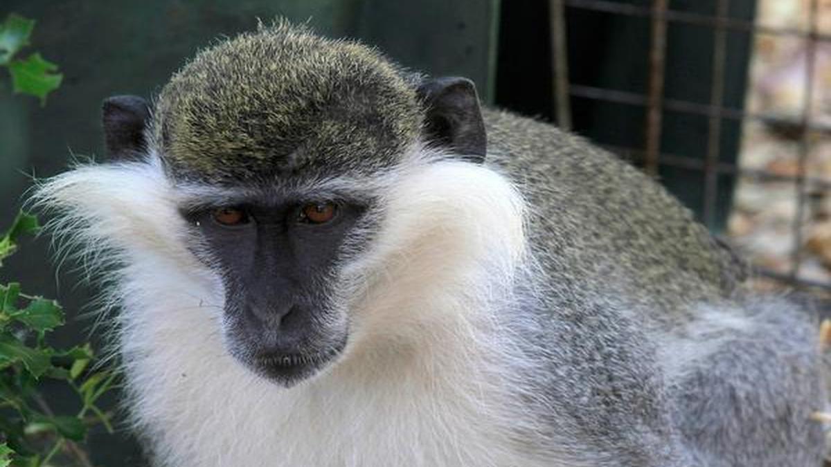 Monkey turns a ‘messenger of peace’ - The Hindu