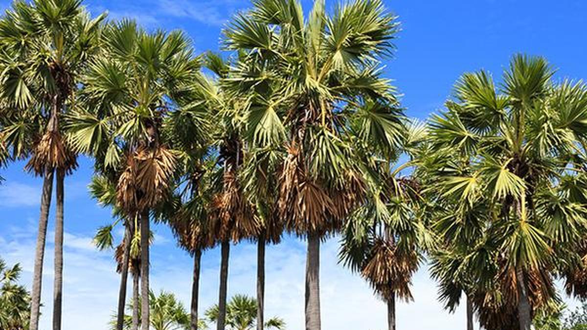 Tapping the palmyra to boost the economy - The Hindu