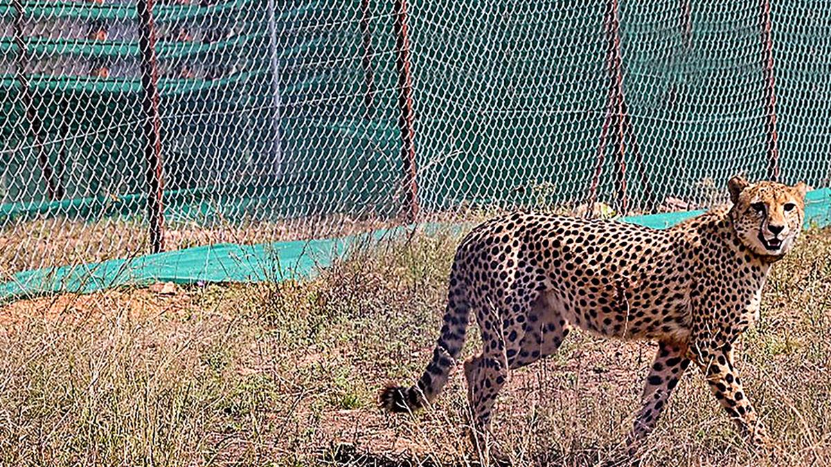 New committee set up to oversee cheetah project - The Hindu