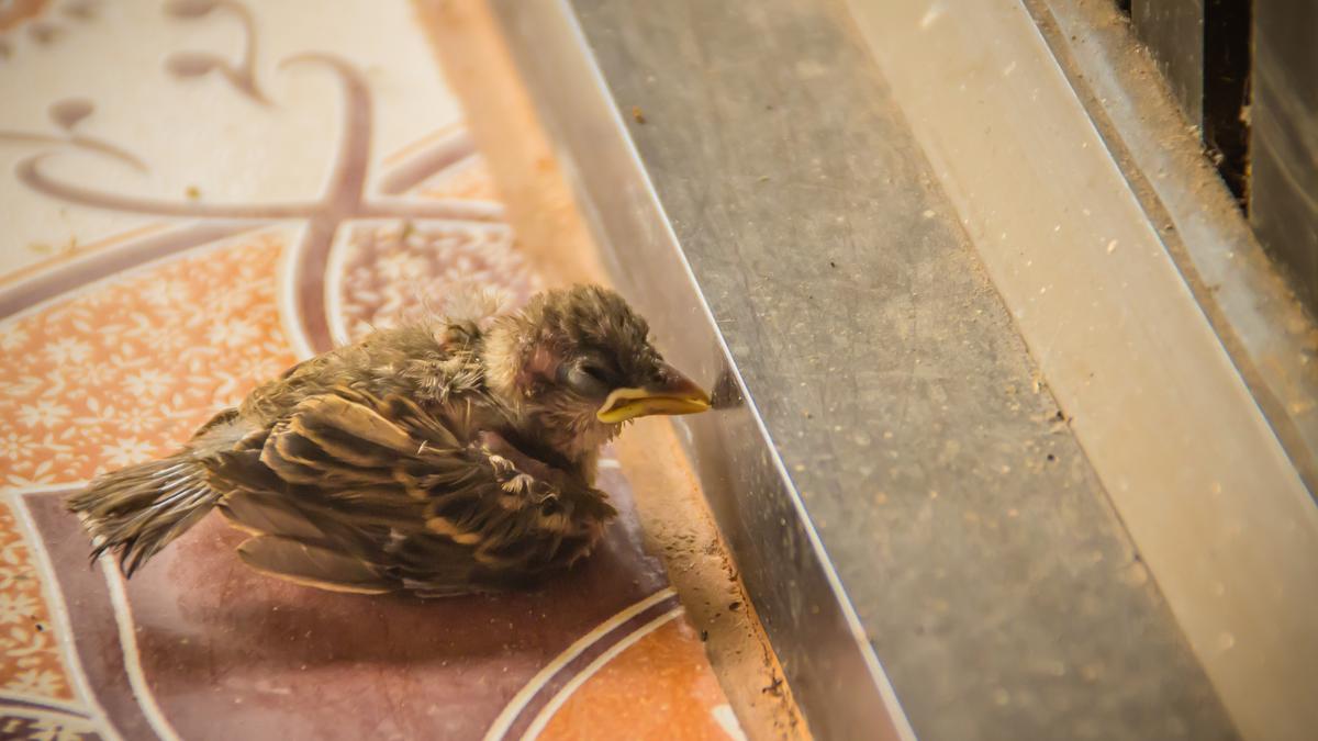 Glass windows in common Indian buildings are killing many birds - The Hindu