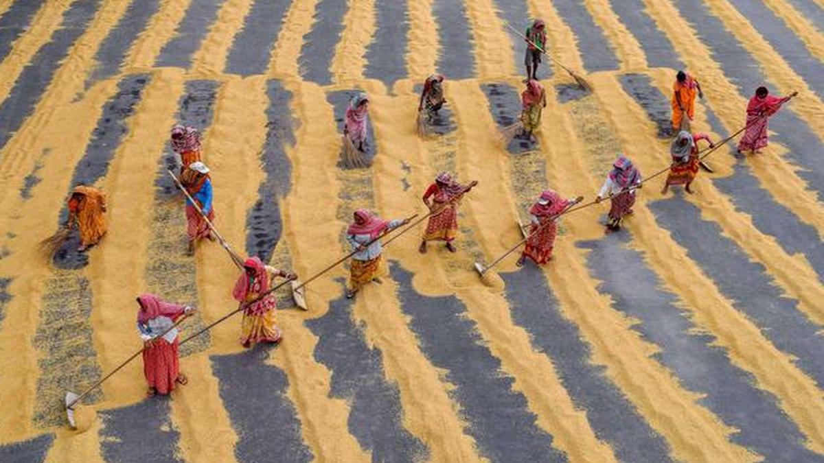 Government's paddy procurement up 9% at 306 lakh tonnes so far this ...