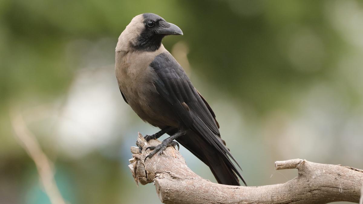 Omnipresent, wise birds - The Hindu