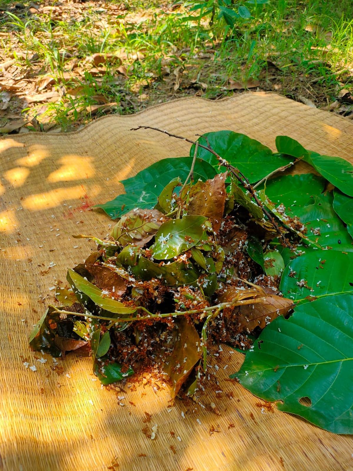 With GI tag, Mayurbhanj’s superfood ‘ant chutney’ set to find more ...