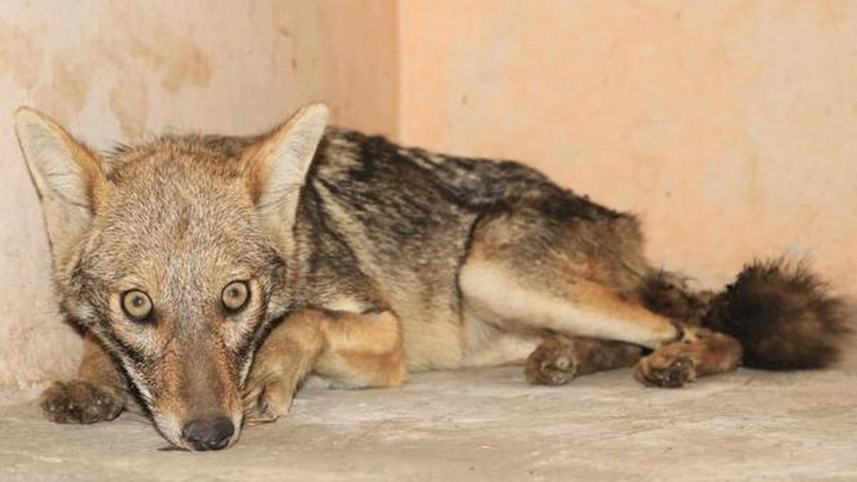 Three-year-old female golden jackal rescued from Pune's Junnar tehsil ...