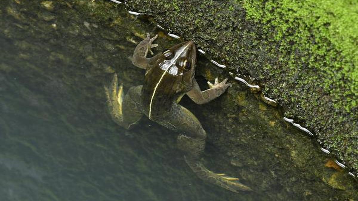 The Indian bull frog: Andamans’ new colonisers - The Hindu