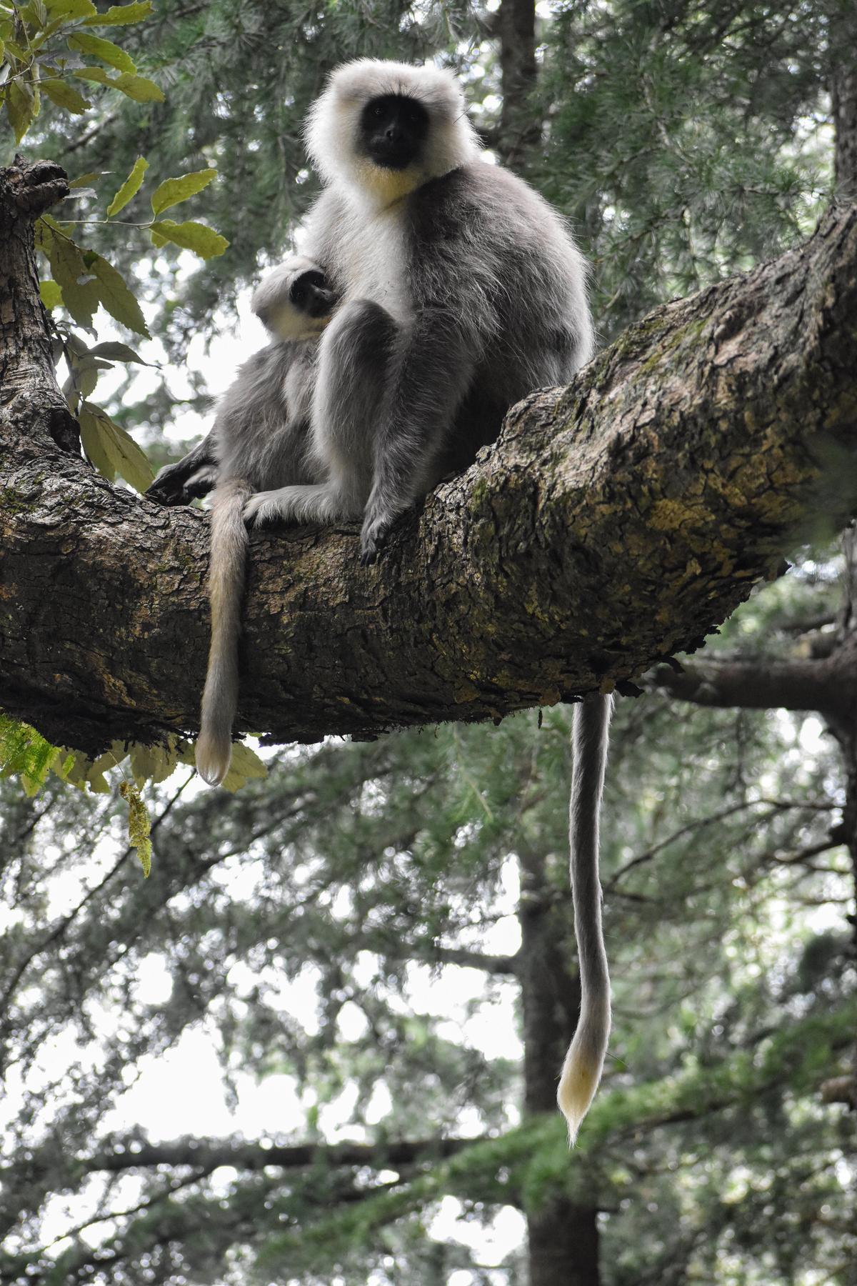 Altitude decides simian attitude to diet - The Hindu