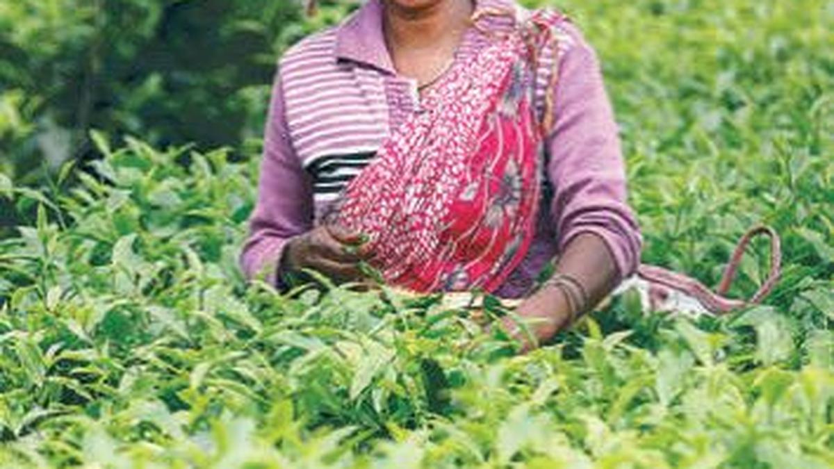 Oxfam report flags Assam tea for labour rights violation - The Hindu