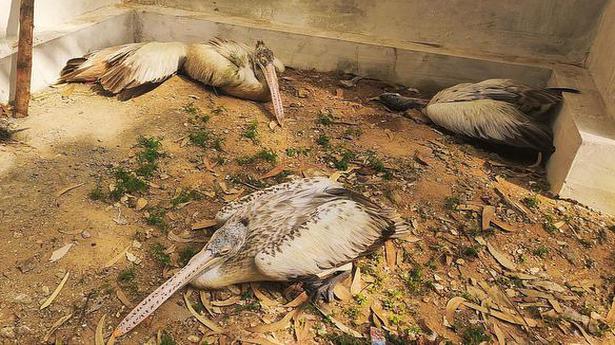 Spot-billed pelicans dying en masse in Naupada swamp - The Hindu