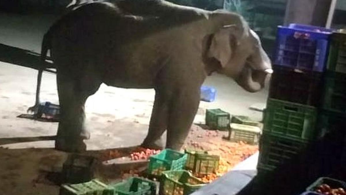 Elephant menace continues in Chittoor - The Hindu