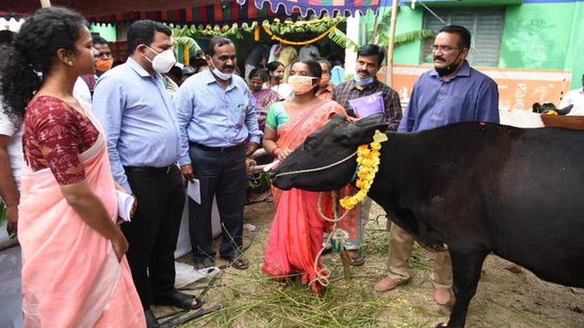 Amul Dairy project takes off in100 villages in Chittoor district - The ...