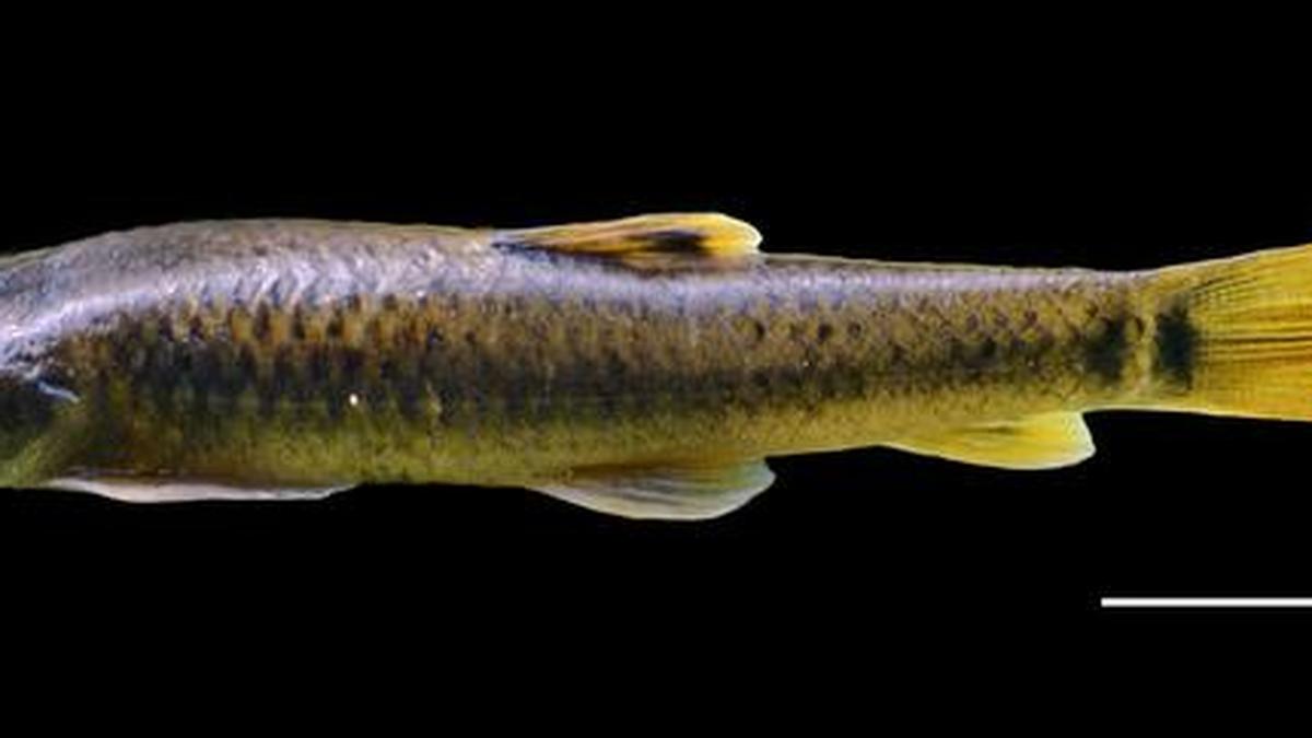 New edible freshwater fish discovered in Andhra Pradesh - The Hindu