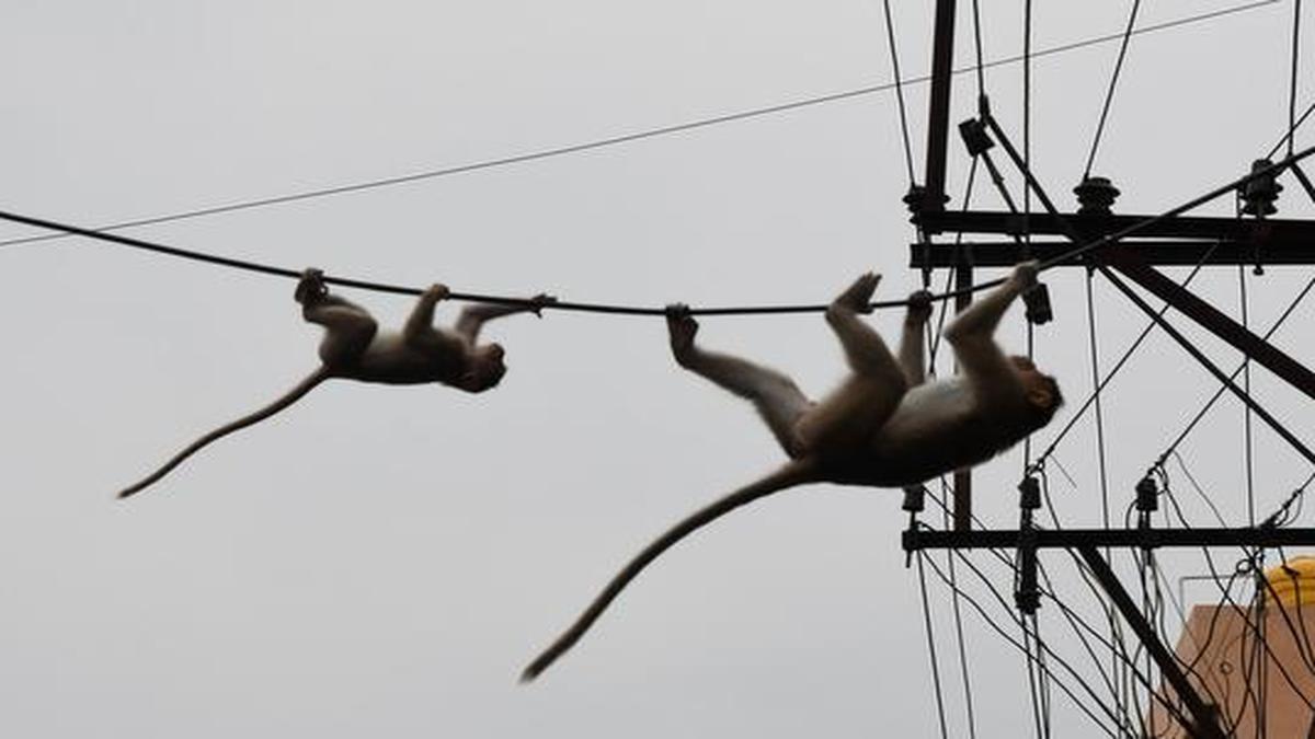 Monkeys make a comeback in Andhra Pradesh's Chittoor - The Hindu