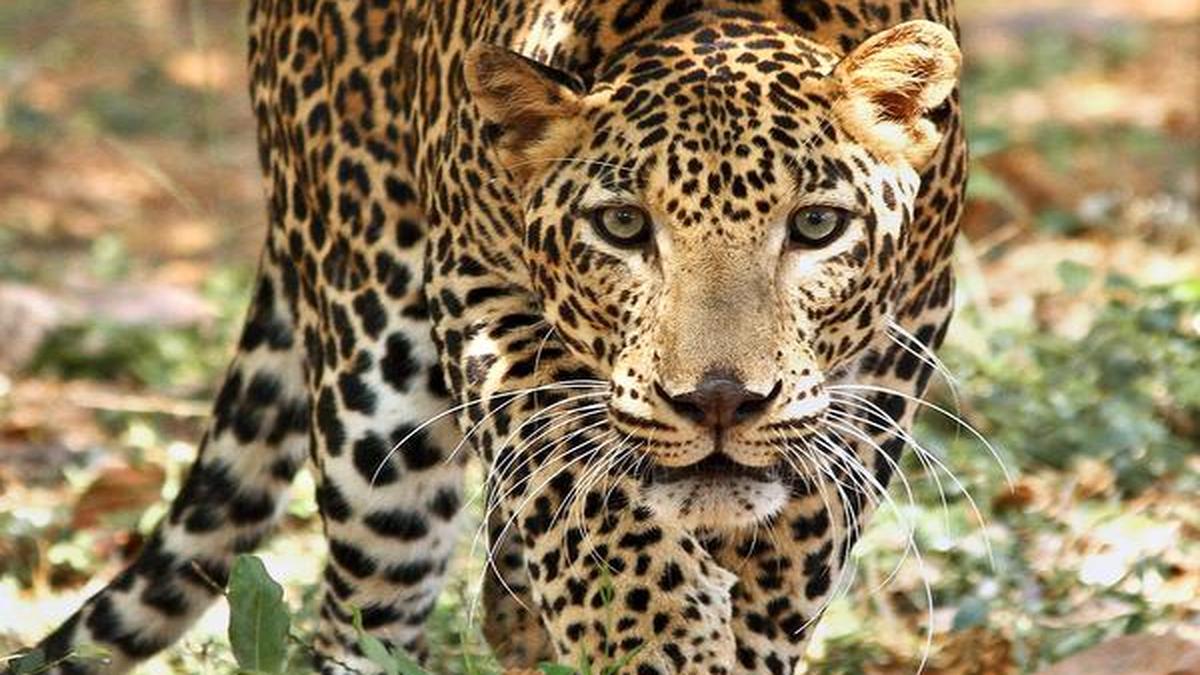 '260 leopards poached in India since 2015’ - The Hindu