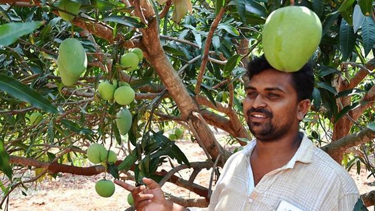 When 24 mango varieties grow on a single tree - The Hindu